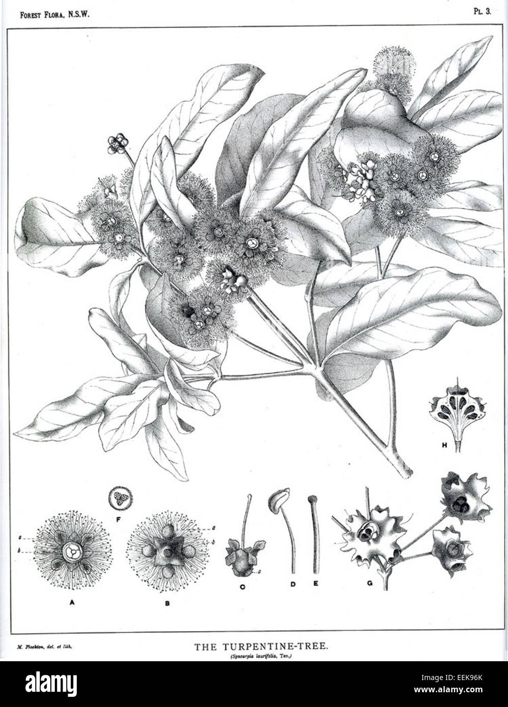 Syncarpia glomulifera, commonly known as the turpentine tree, is a ...