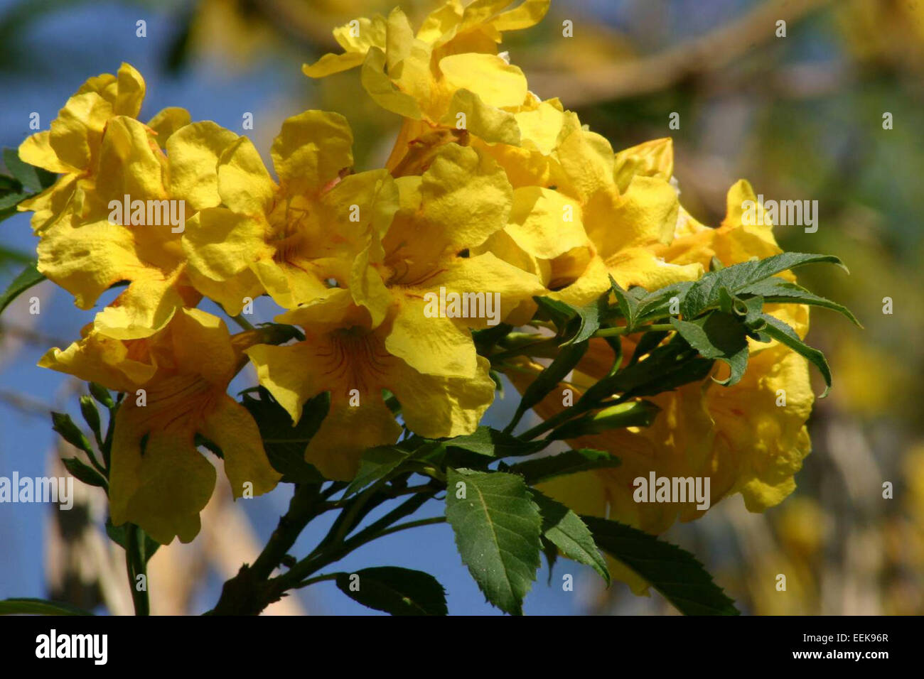 Tecoma stans, commonly known as yellow trumpetbush, is a flowering ...