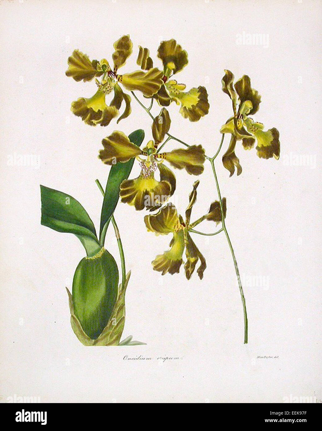 The Botanist is a term used to describe a professional or scientist who ...