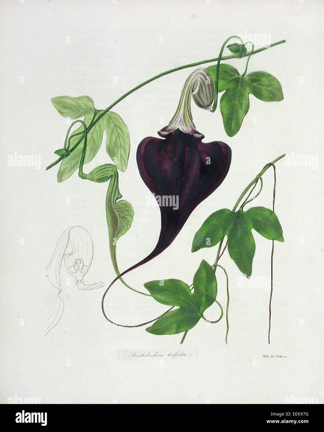 The Botanist is a term often used to describe a person who studies ...