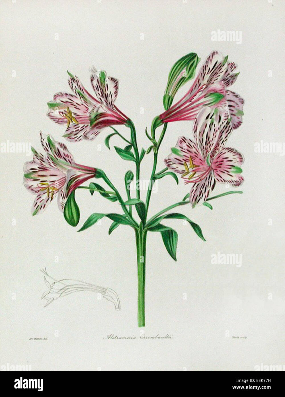 The Botanist is a professional who studies plants, including their ...