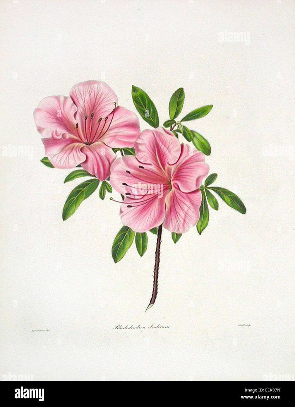 Studying plant physiology hi-res stock photography and images - Alamy