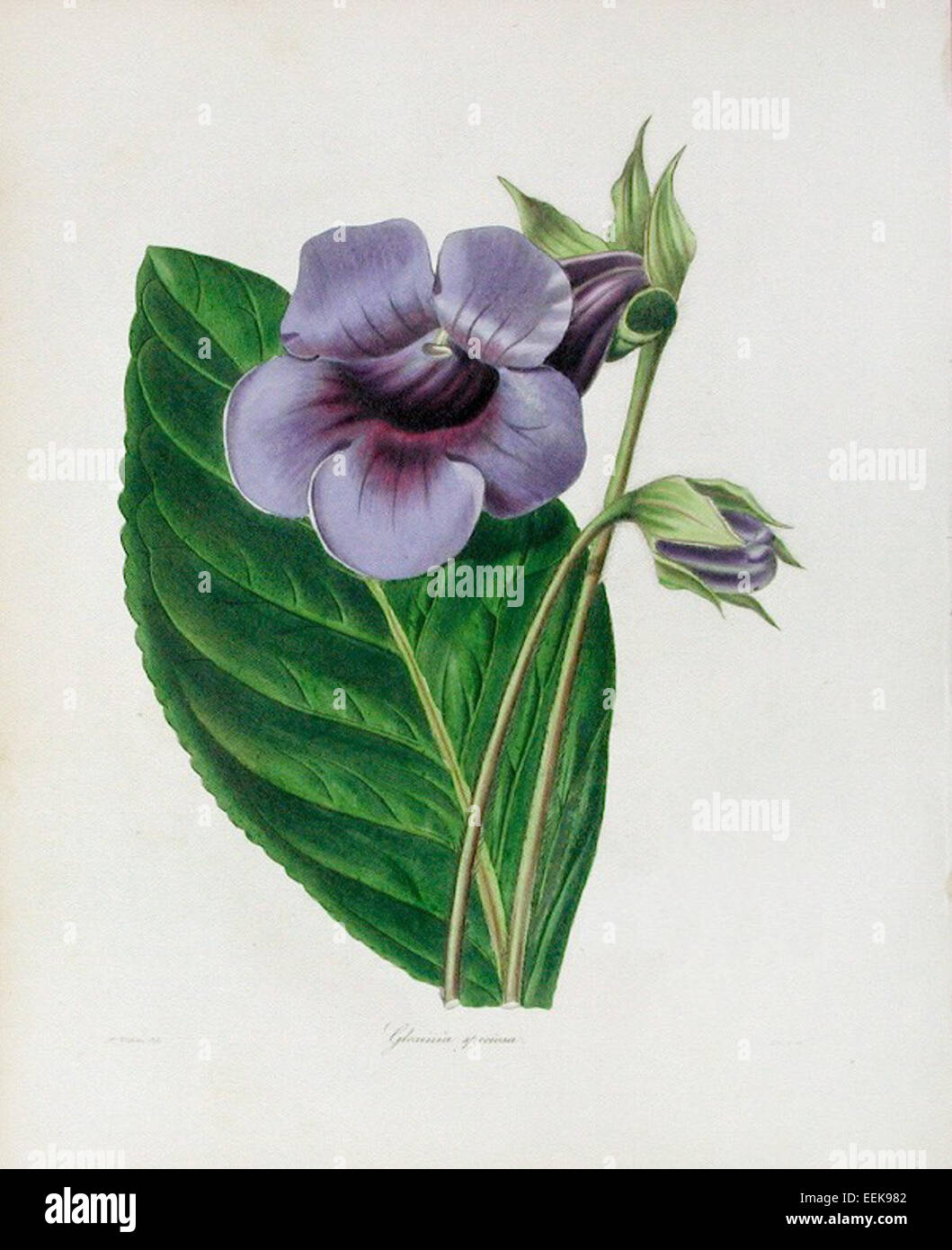 The Botanist is a term referring to an expert in plant biology and the ...