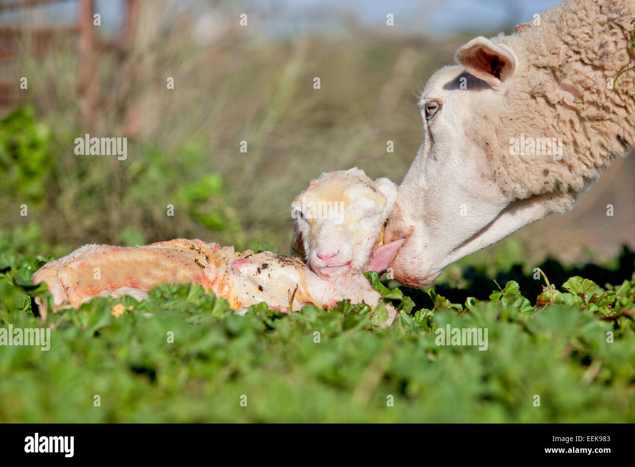 Baby lamb and her maternal sheep mother just after the birth ...