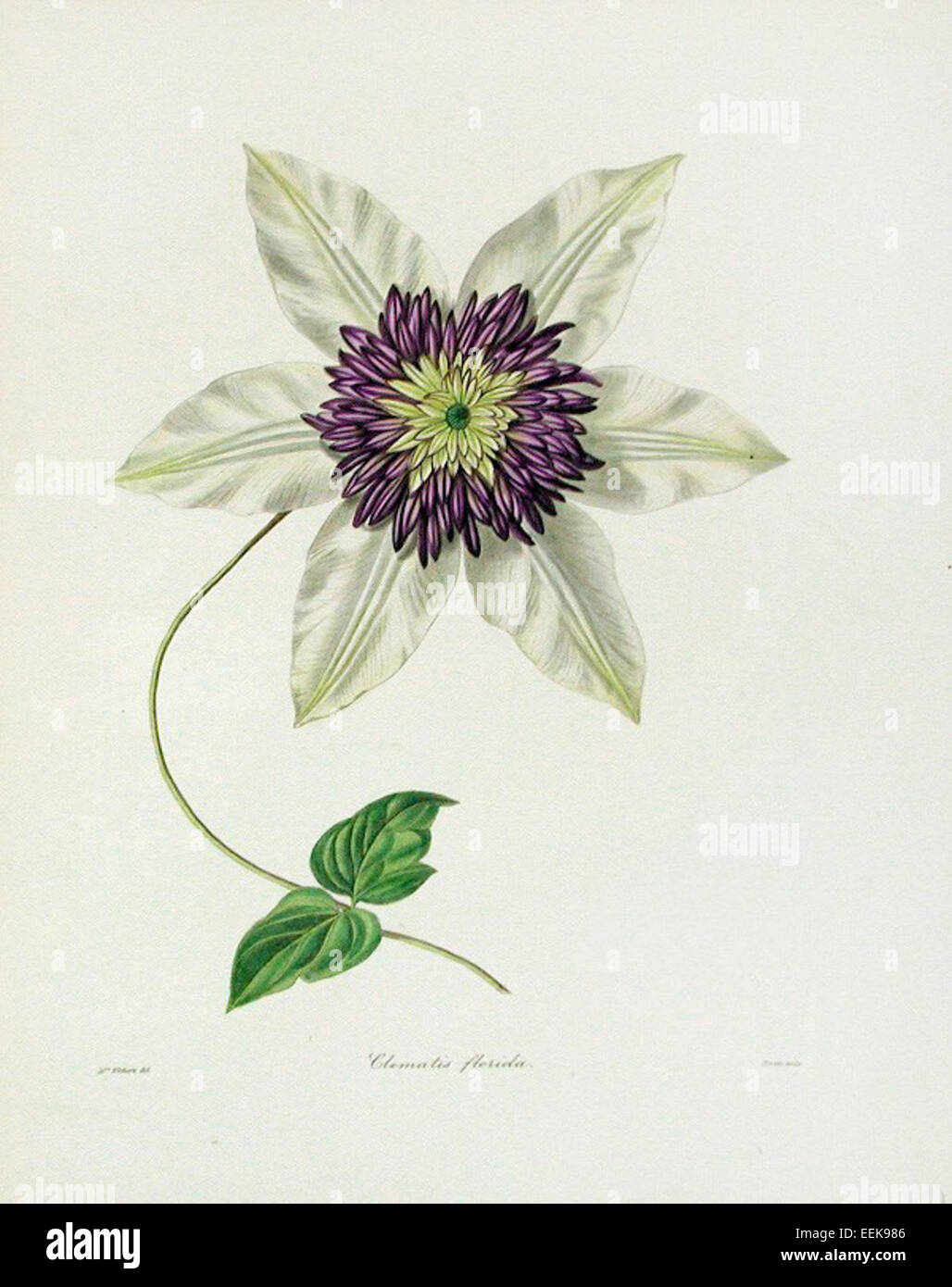 The Botanist is a general term referring to a scientist who specializes ...