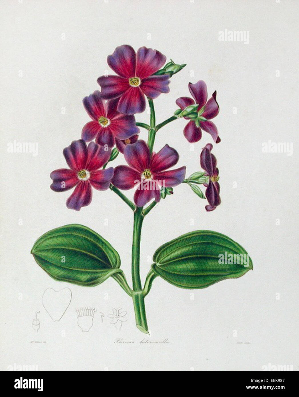 The Botanist is a title used for various notable figures in the field ...