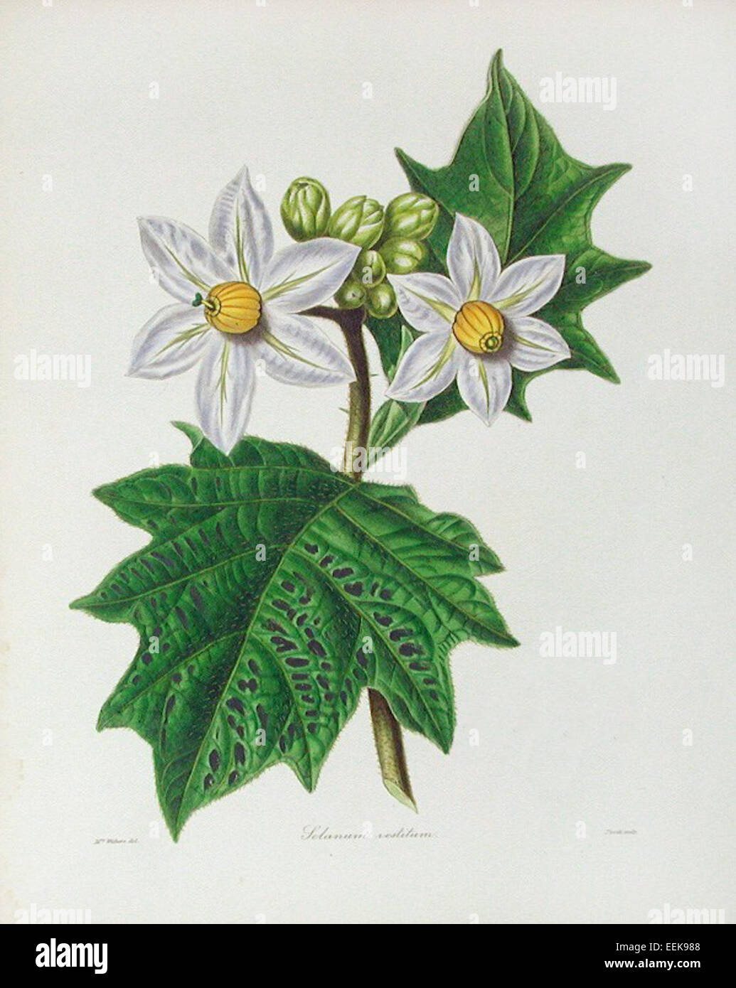 'The Botanist' is a classic depiction of a scientific figure from the ...