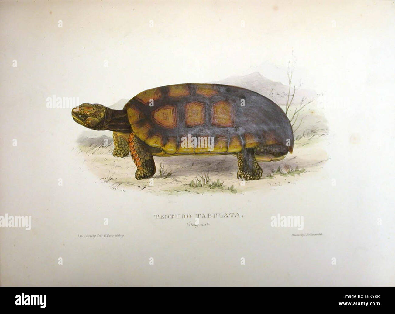 Thomas bell hi-res stock photography and images - Alamy