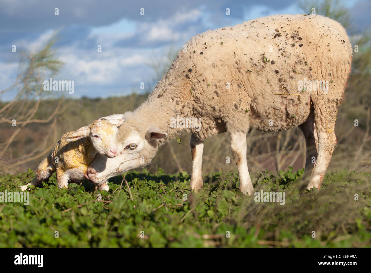 Baby lamb and her maternal sheep mother just after the birth ...