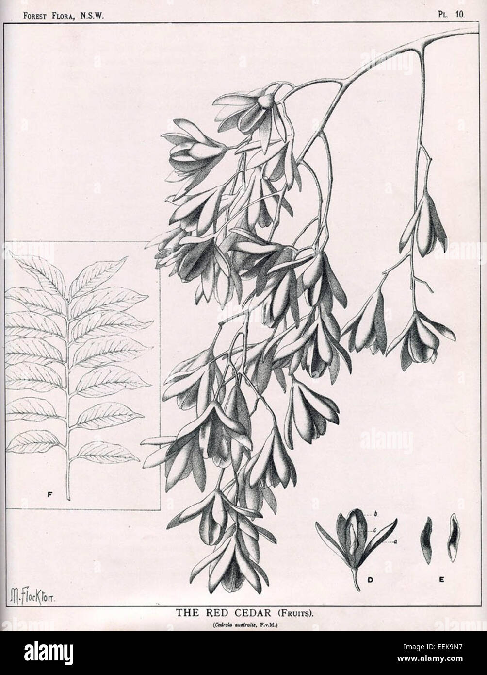 Toona ciliata, also known as Australian red cedar, is a large tree ...