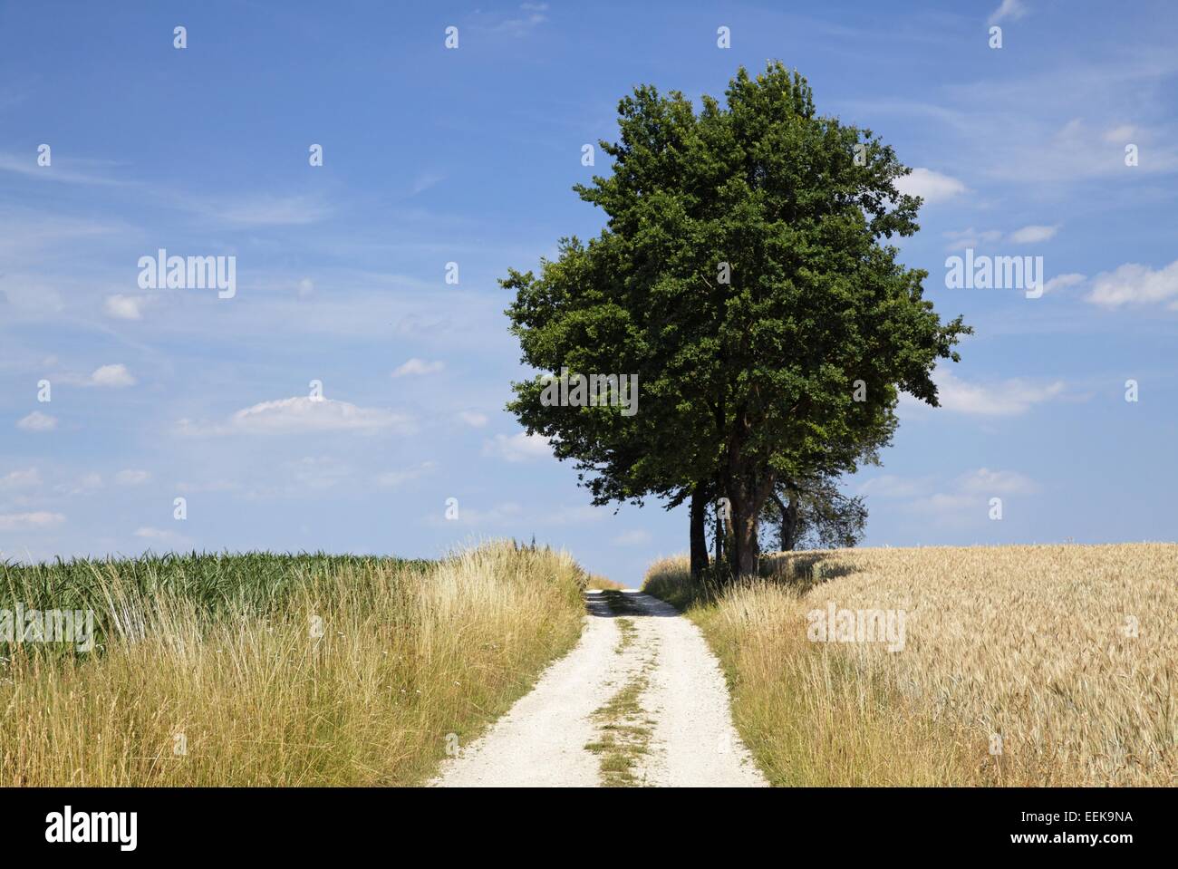 road with trees Stock Photo - Alamy