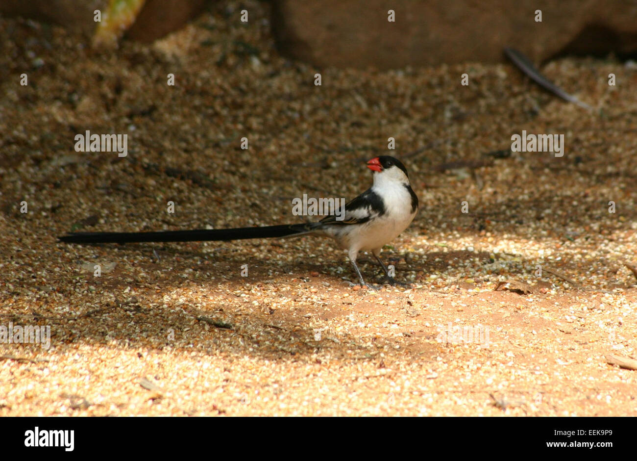 Vidua macroura, commonly known as the long-tailed widowbird, is a ...