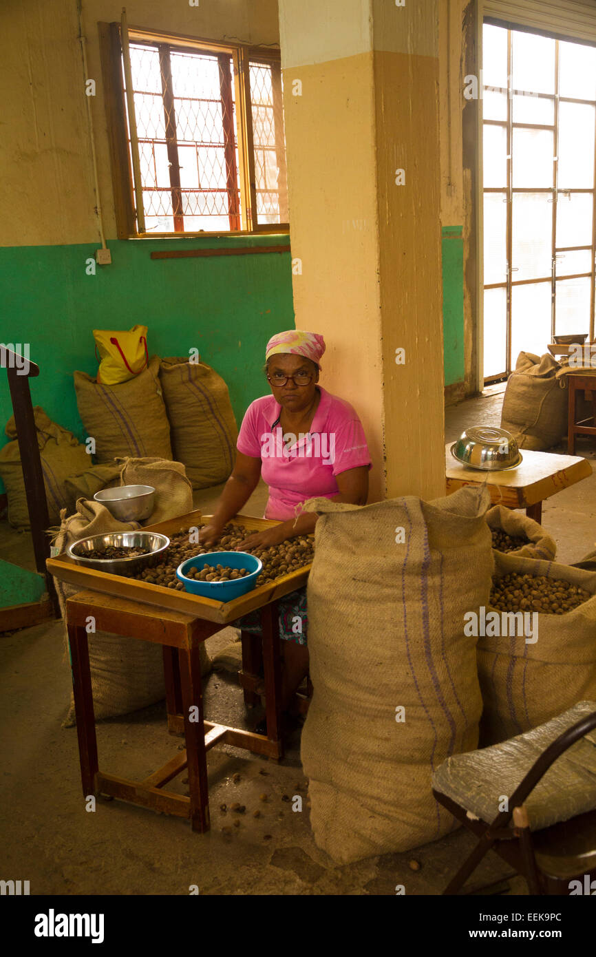 Grenada woman sorting nuts for packing in warehouse Stock Photo - Alamy