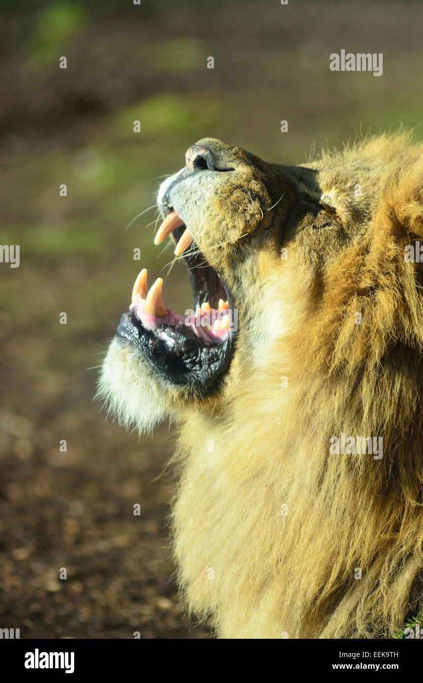 Roaring beast hi-res stock photography and images - Alamy