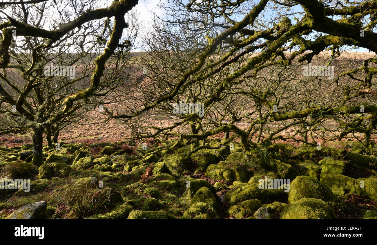 Wistman's Wood on Dartmoor in Devon. Ancient dwarf oak trees set ...
