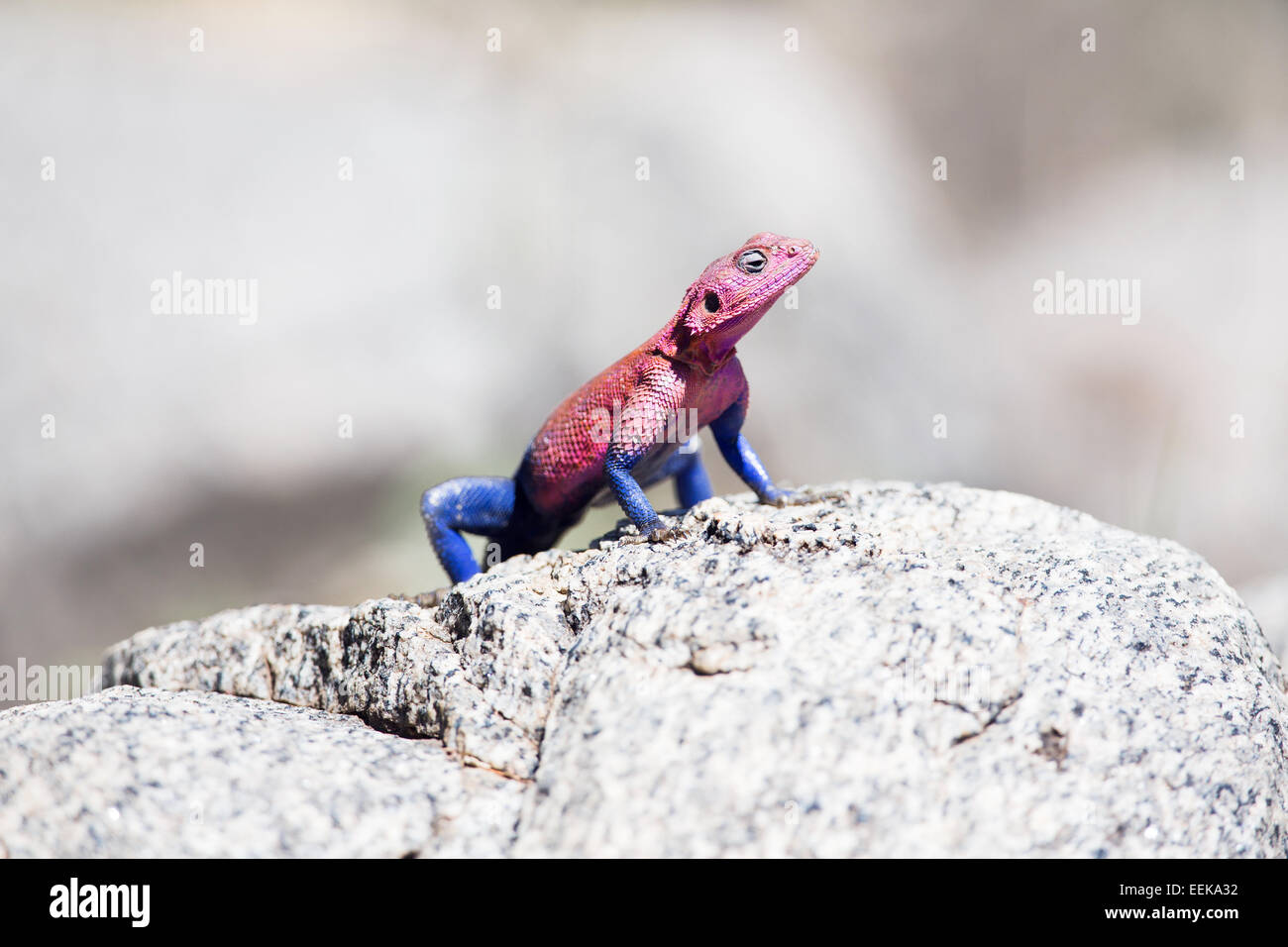 Gecko standing on rock in Serengeti Stock Photo - Alamy