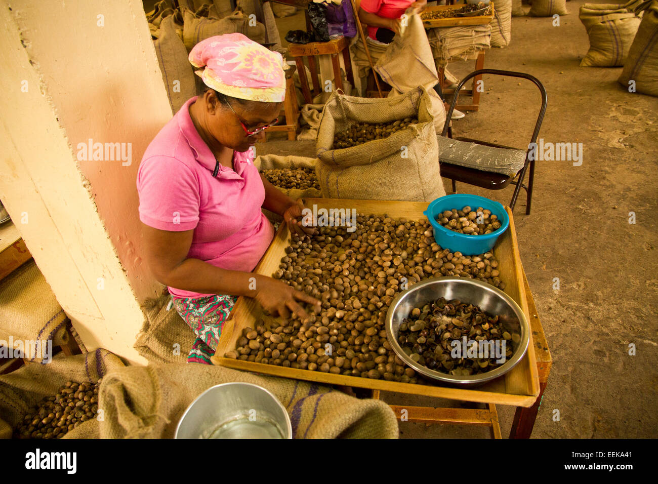 Woman sorting nuts for packing in packaging on island of Grenada Stock ...