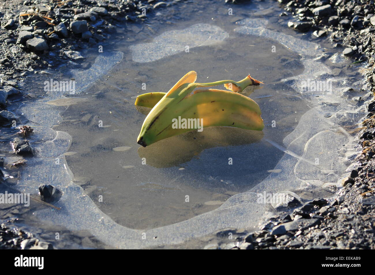 A banana skin lies in wait on a frozen pothole for an unsuspecting ...