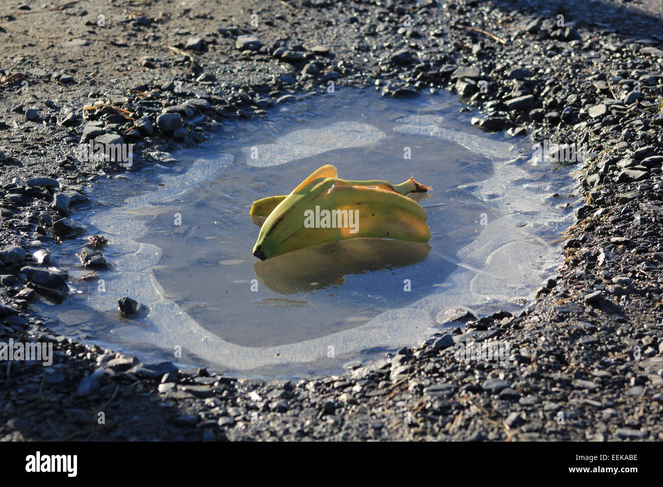A banana skin lies in wait on a frozen pothole for an unsuspecting ...