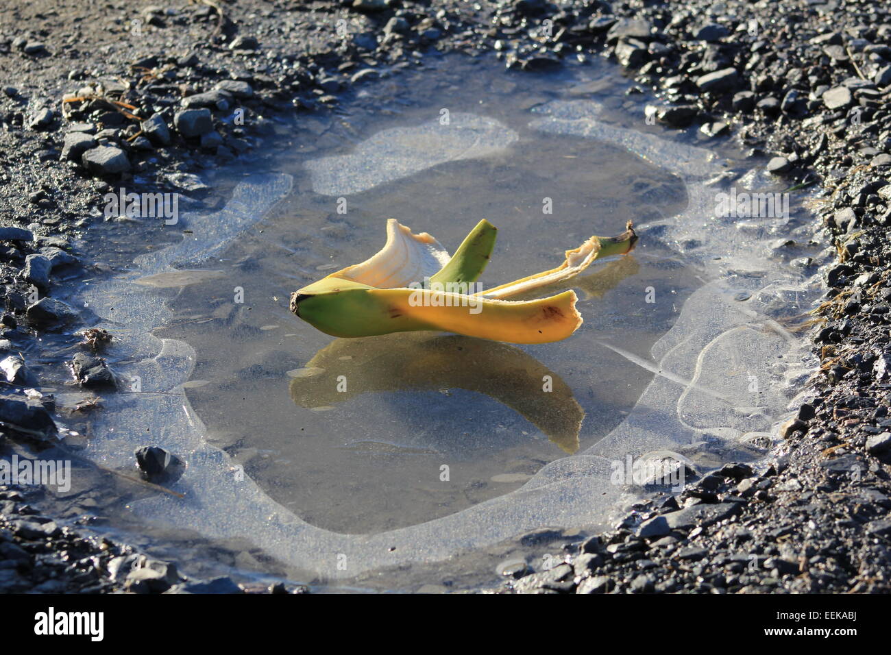 A banana skin lies in wait on a frozen pothole for an unsuspecting ...