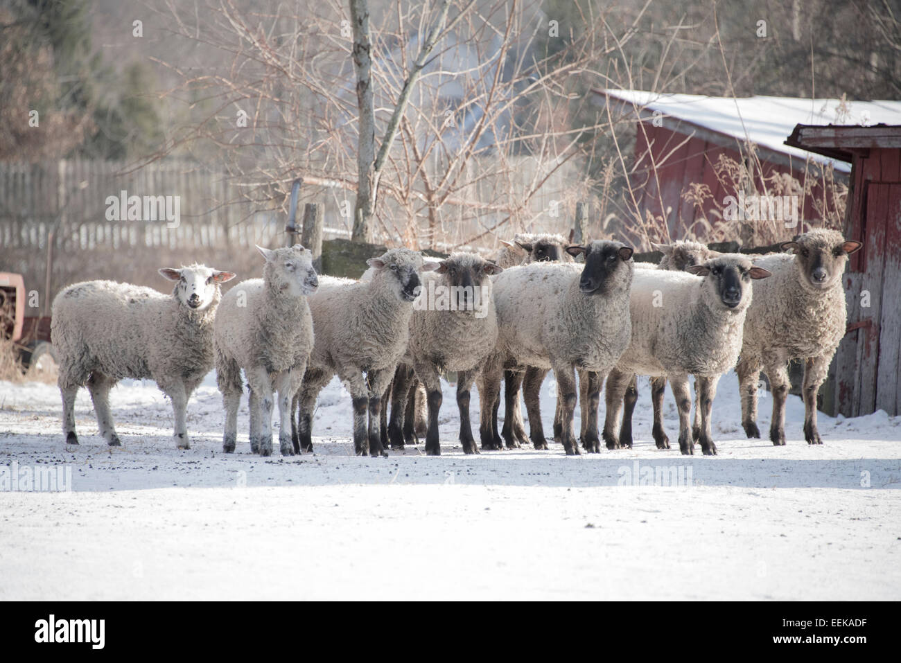 Sheep standing outside barn looking at me Stock Photo - Alamy