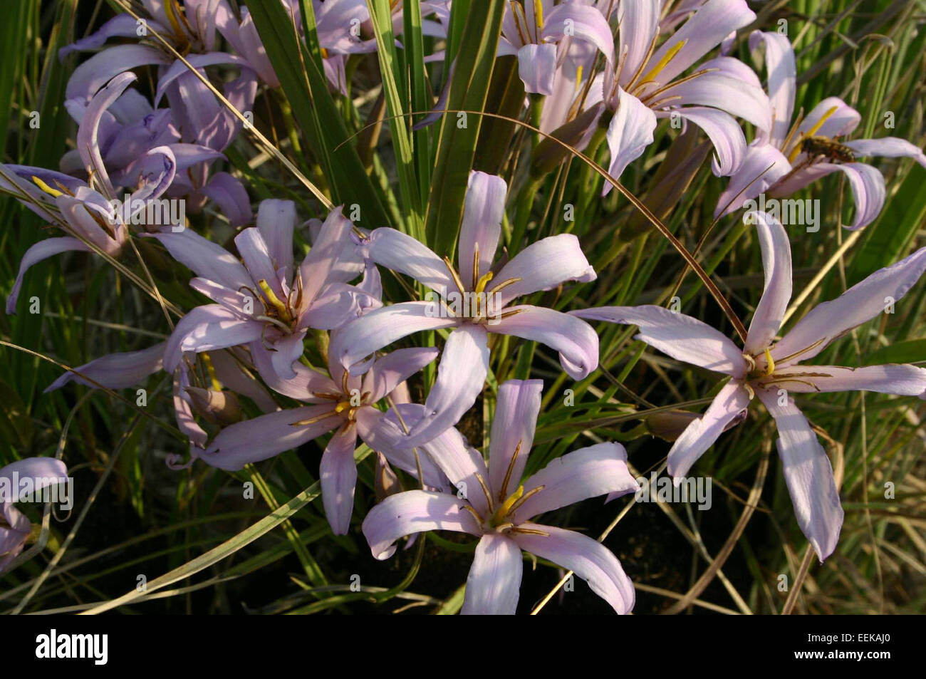 Xerophyta retinervis hi-res stock photography and images - Alamy