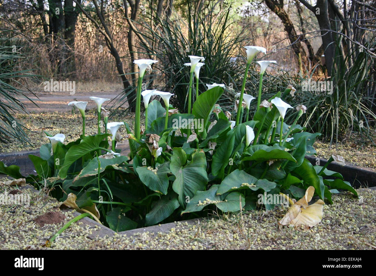 Zantedeschia aethiopica, commonly known as the calla lily, is a ...