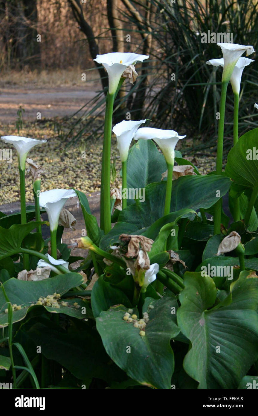 Zantedeschia aethiopica, commonly known as the calla lily, is a ...