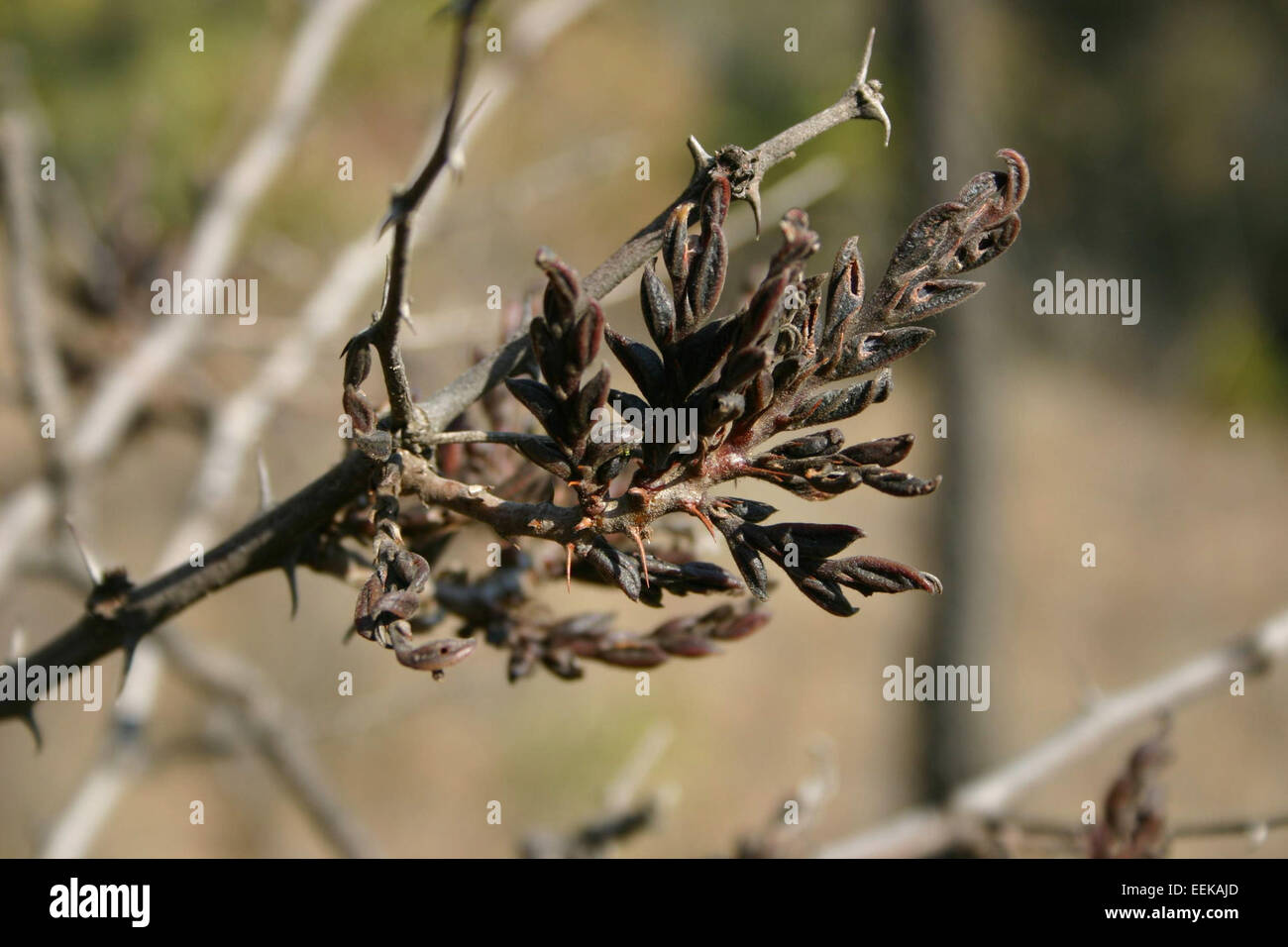 Ziziphus mucronata, commonly known as the buffalo thorn, is a tree ...