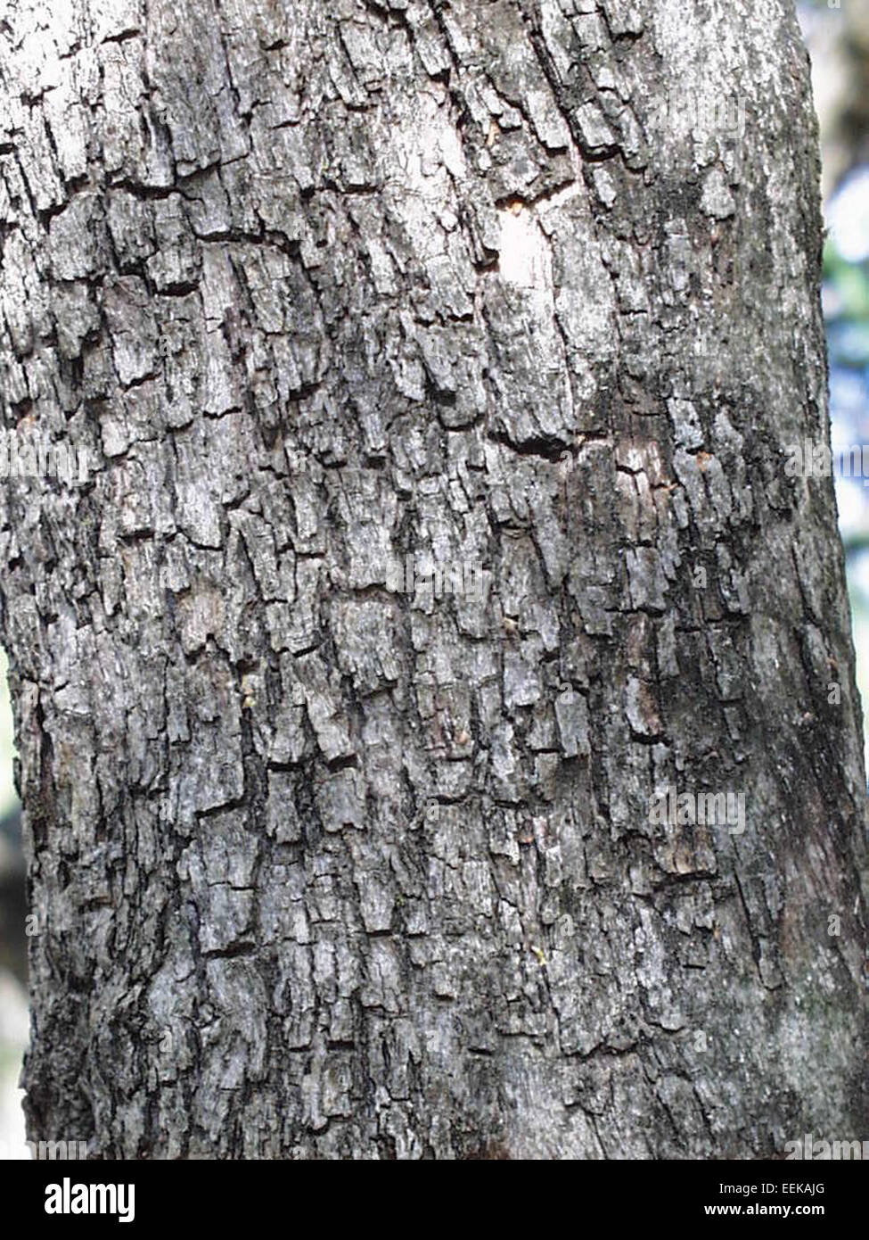 Ziziphus mucronata, commonly known as the buffalo thorn, is a species ...