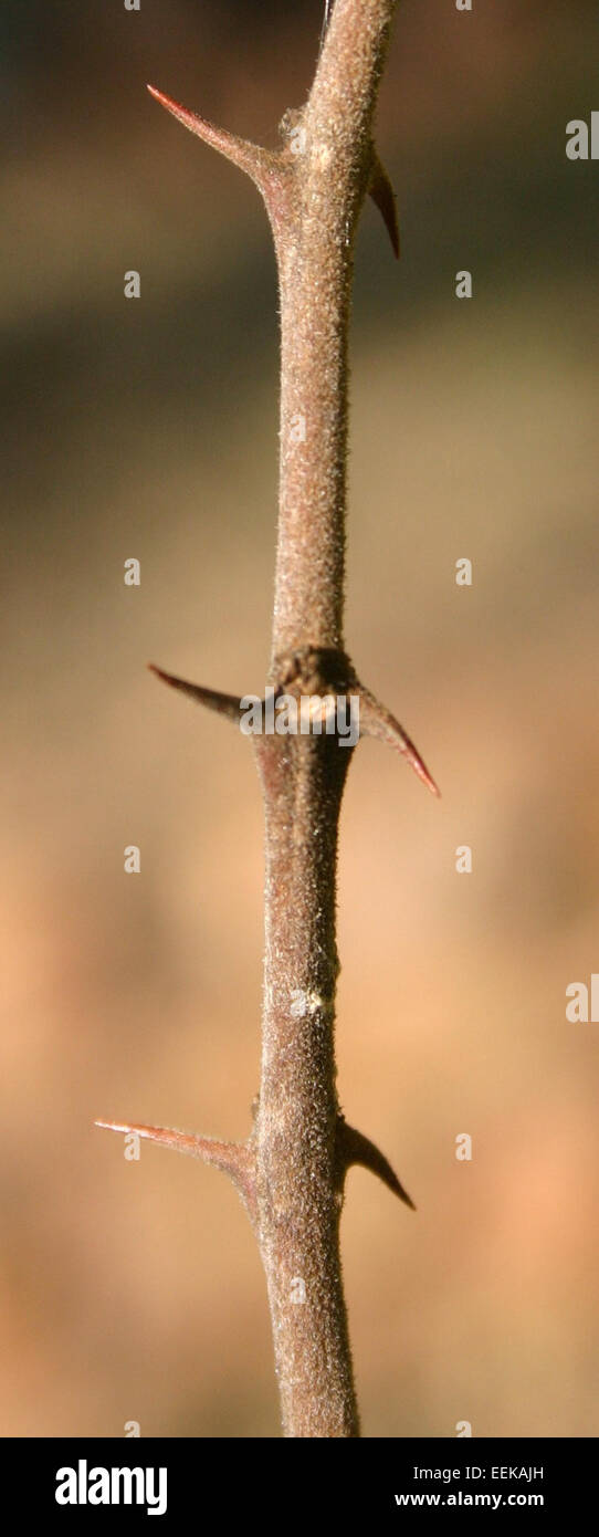 Ziziphus mucronata, commonly known as the buffalo thorn, is a species ...