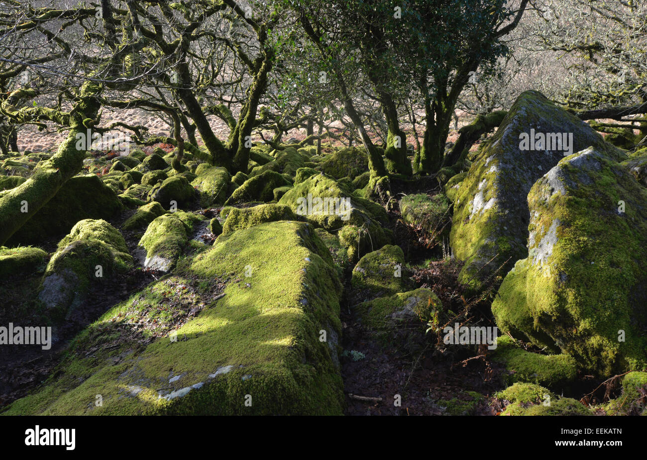 Wistman's Wood on Dartmoor in Devon. Ancient dwarf oak trees set ...