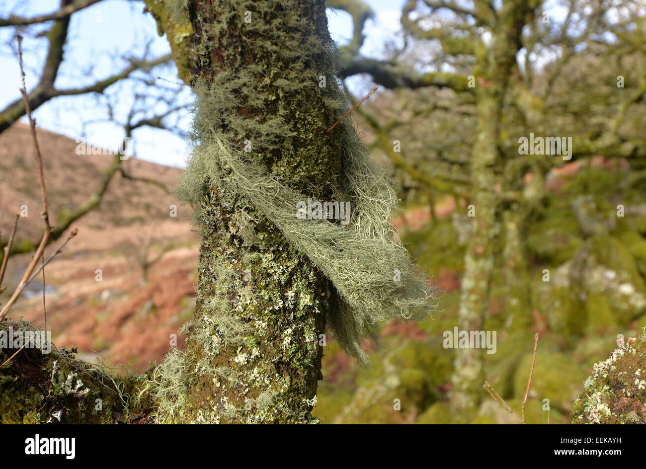 Wistman's Wood on Dartmoor in Devon. Ancient dwarf oak trees set ...