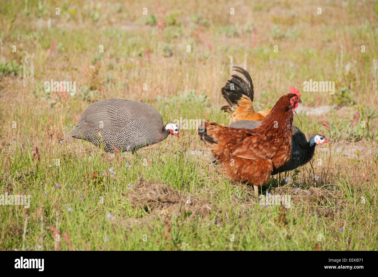 Road Island Red Chicken High Resolution Stock Photography and Images ...