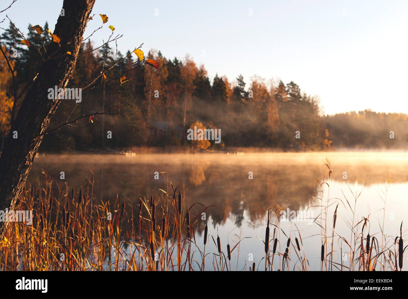 Fog fall colors hi-res stock photography and images - Alamy