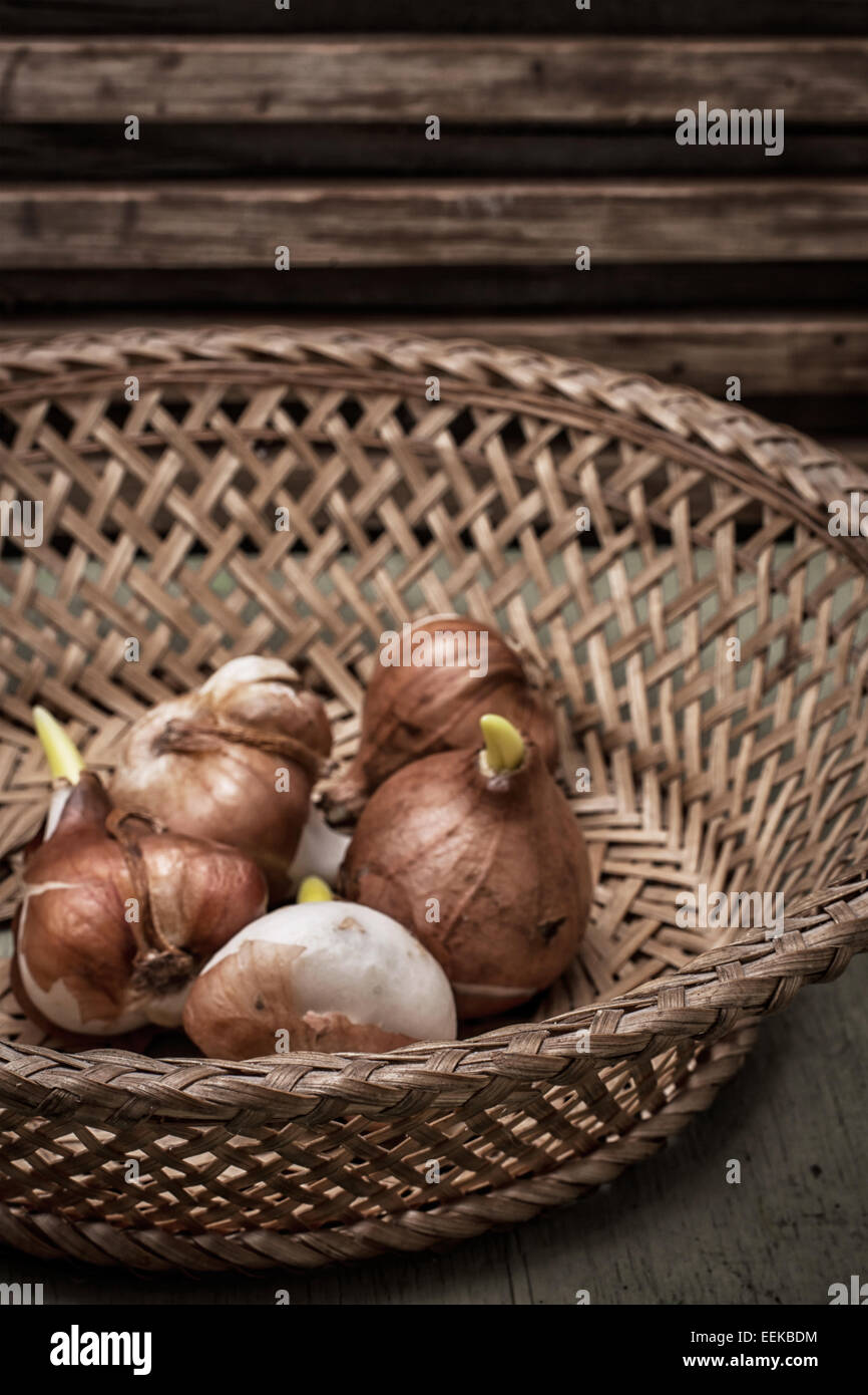 Small flower bulbs in soil hi-res stock photography and images - Alamy
