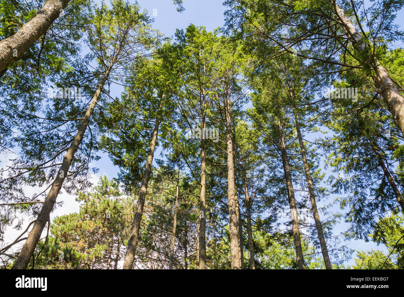 A low angle view of trees in a forest Stock Photo - Alamy