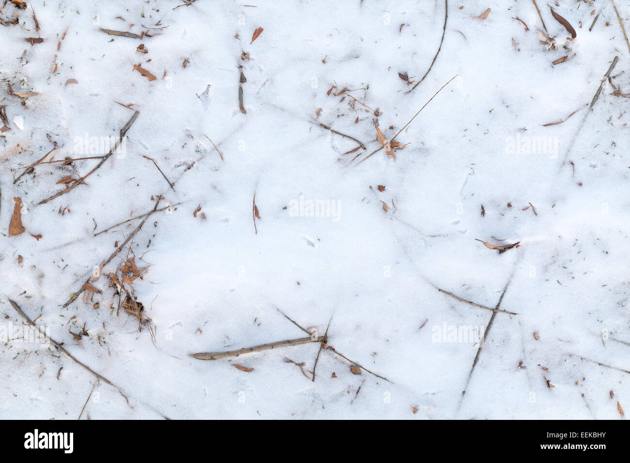 Frozen Foliage in the snow background with copy space Stock Photo - Alamy