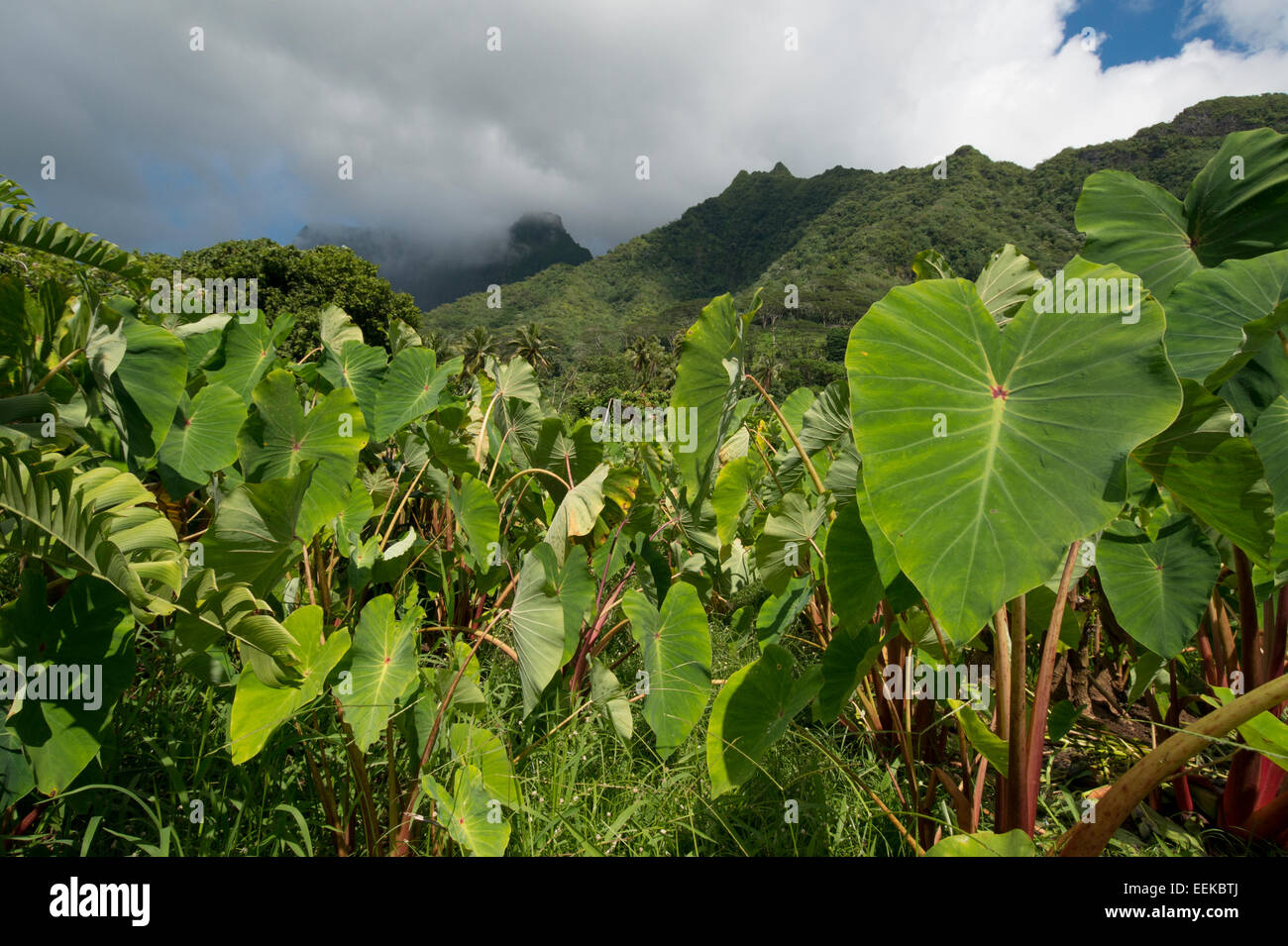 Society Islands, French Polynesia, Raiatea. Mountainside taro farm ...