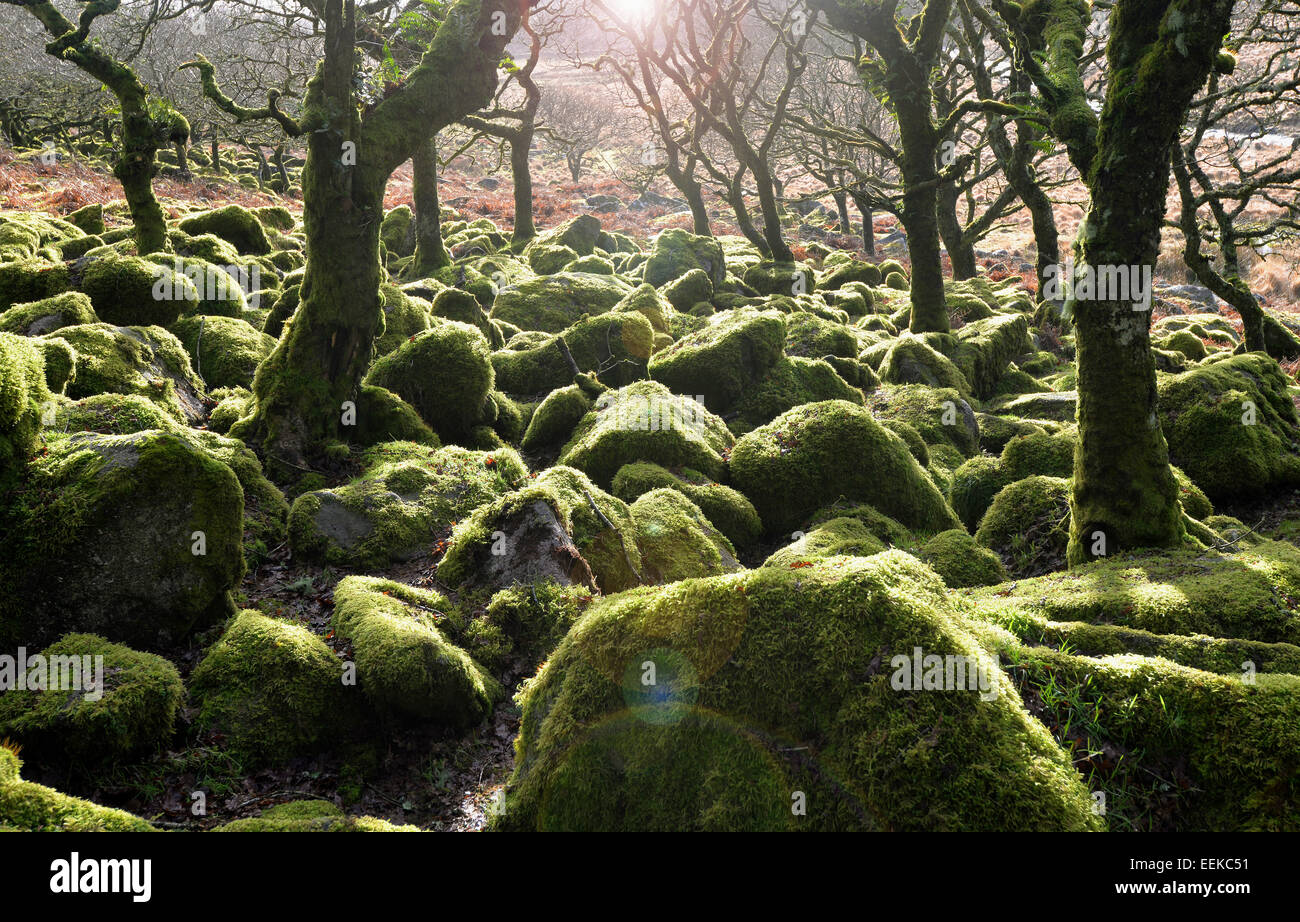 Wistman's Wood on Dartmoor in Devon. Ancient dwarf oak trees set ...