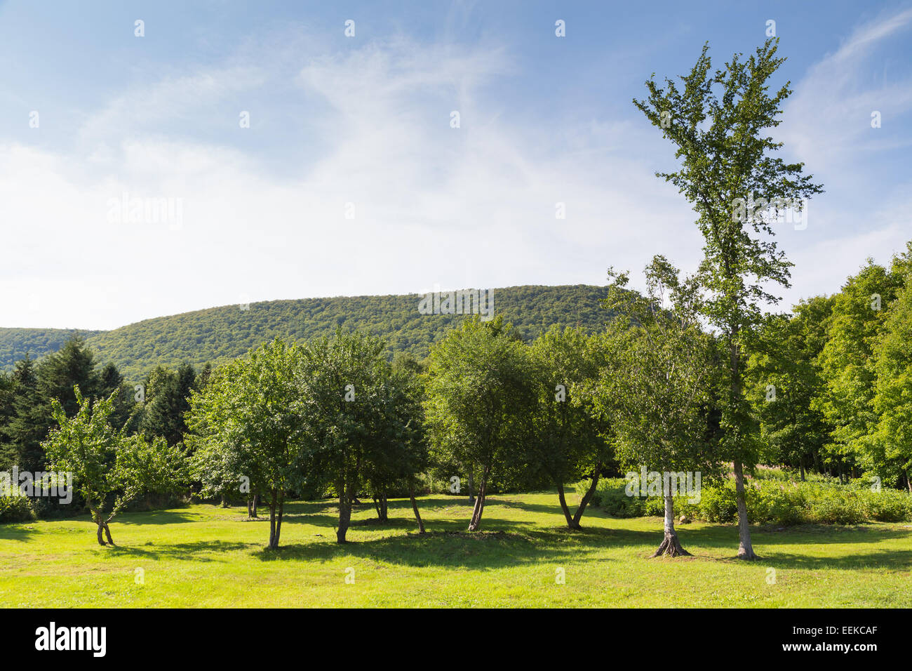 Trees and hills in Cape Breton, Nova Scotia in the summer Stock Photo ...