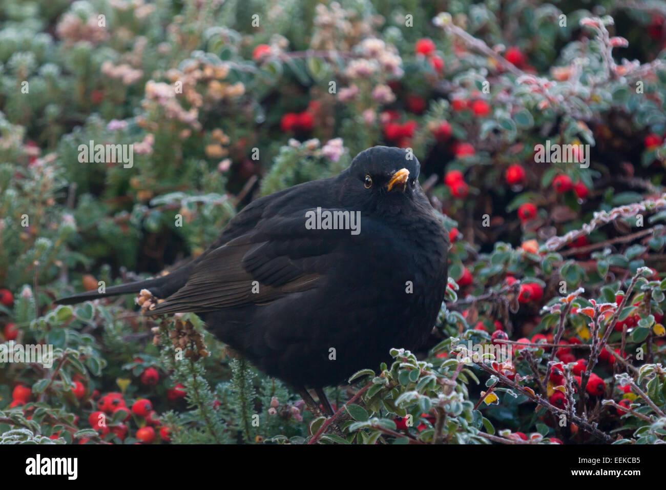 Blackbird feather hi-res stock photography and images - Alamy