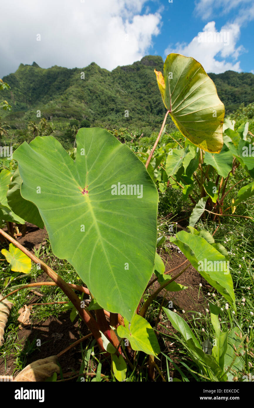 Society Islands, French Polynesia, Raiatea. Mountainside taro farm ...