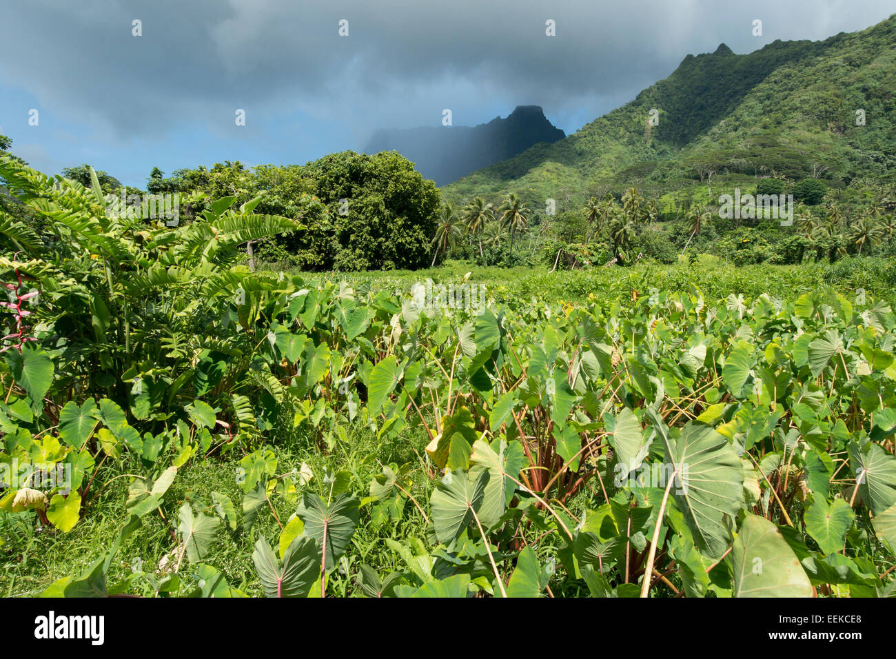 Taro Plant Stock Photos & Taro Plant Stock Images - Alamy