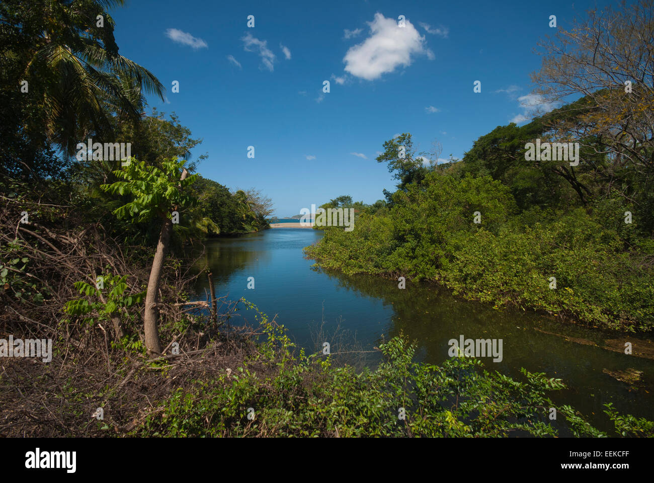 River with trees Stock Photo - Alamy