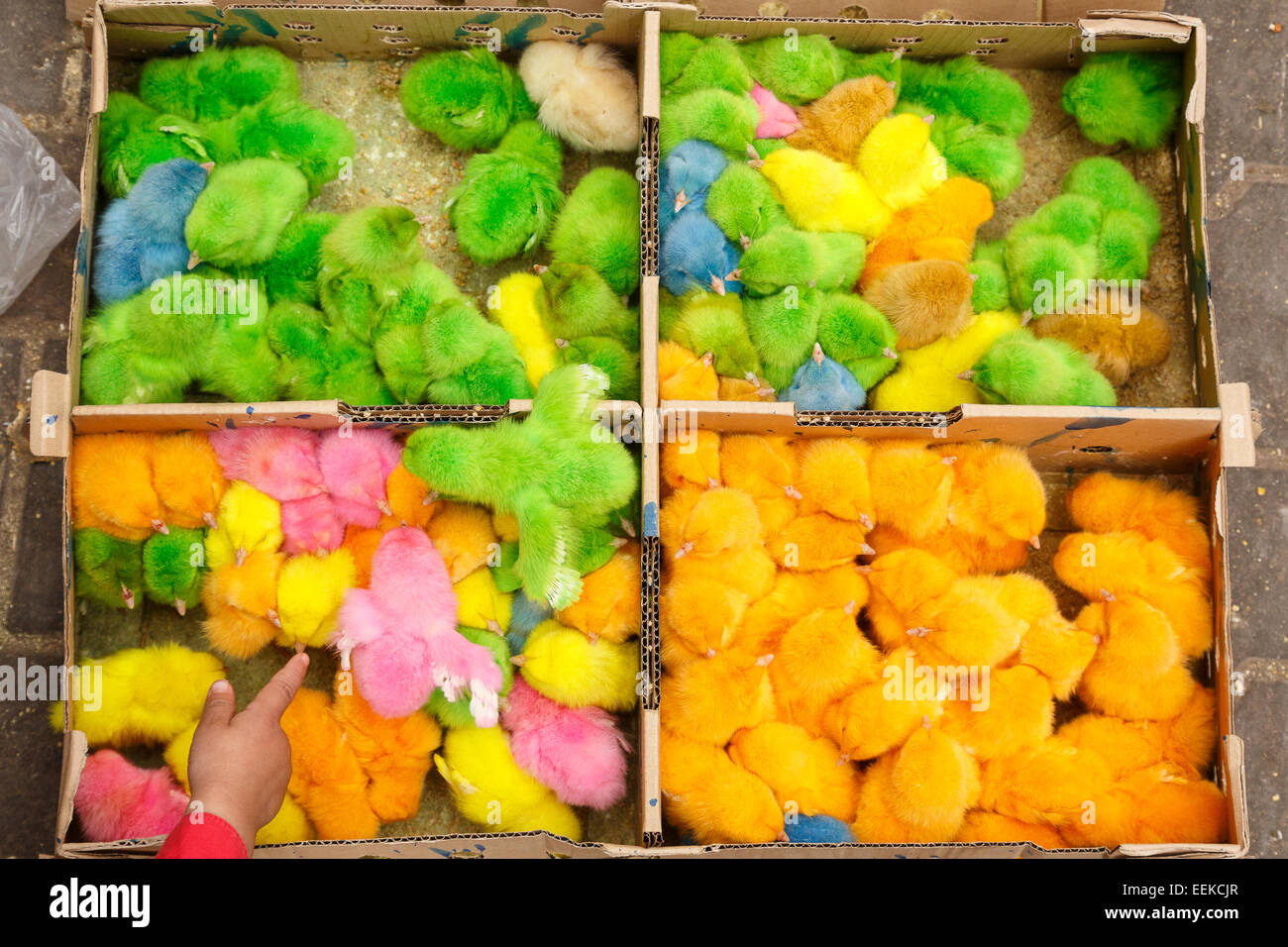 Little chicken coloured. Marrakech. Morocco. North Africa. Africa Stock ...