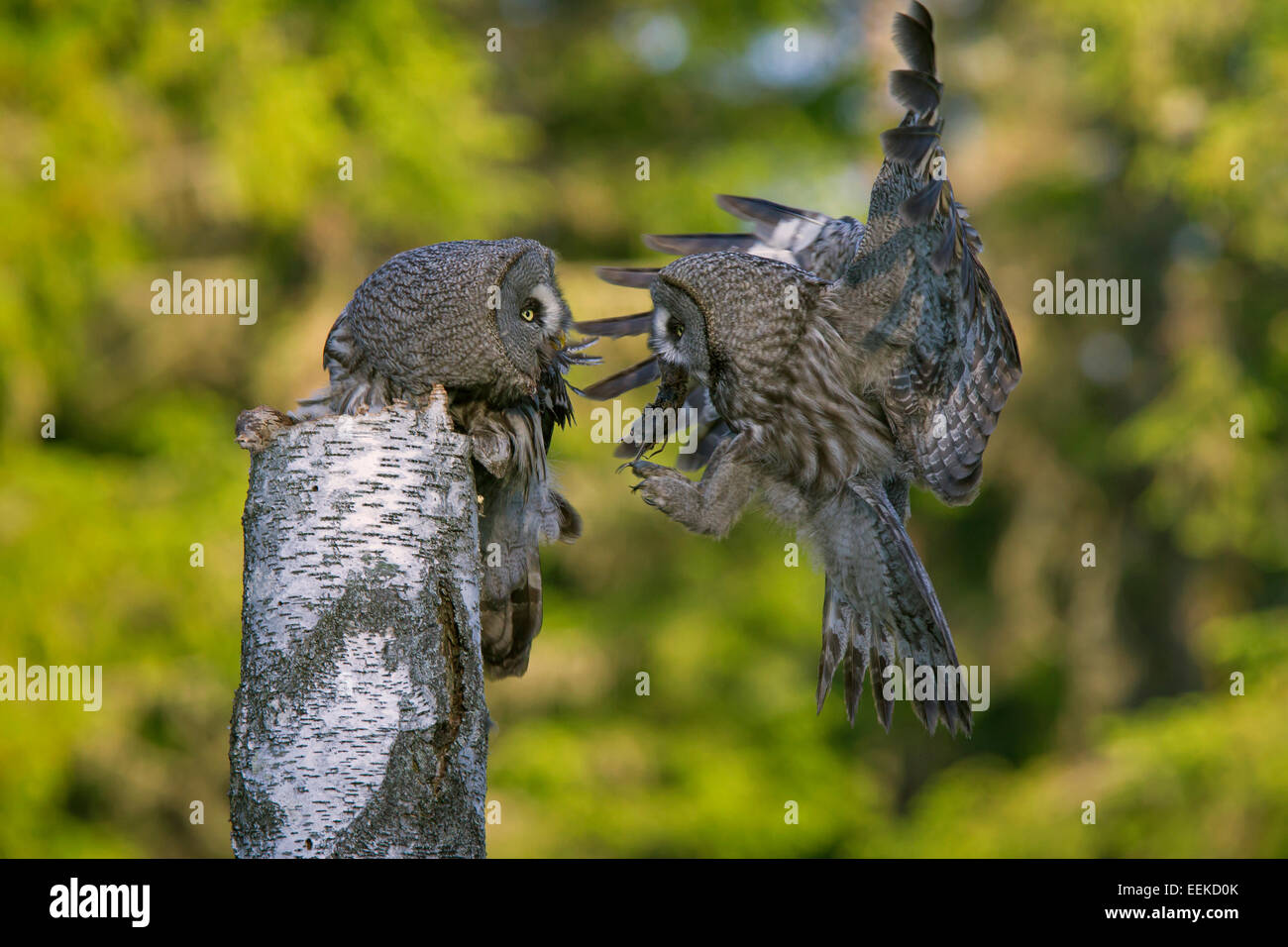 Great grey owl / great gray owl (Strix nebulosa) male bringing mouse to ...