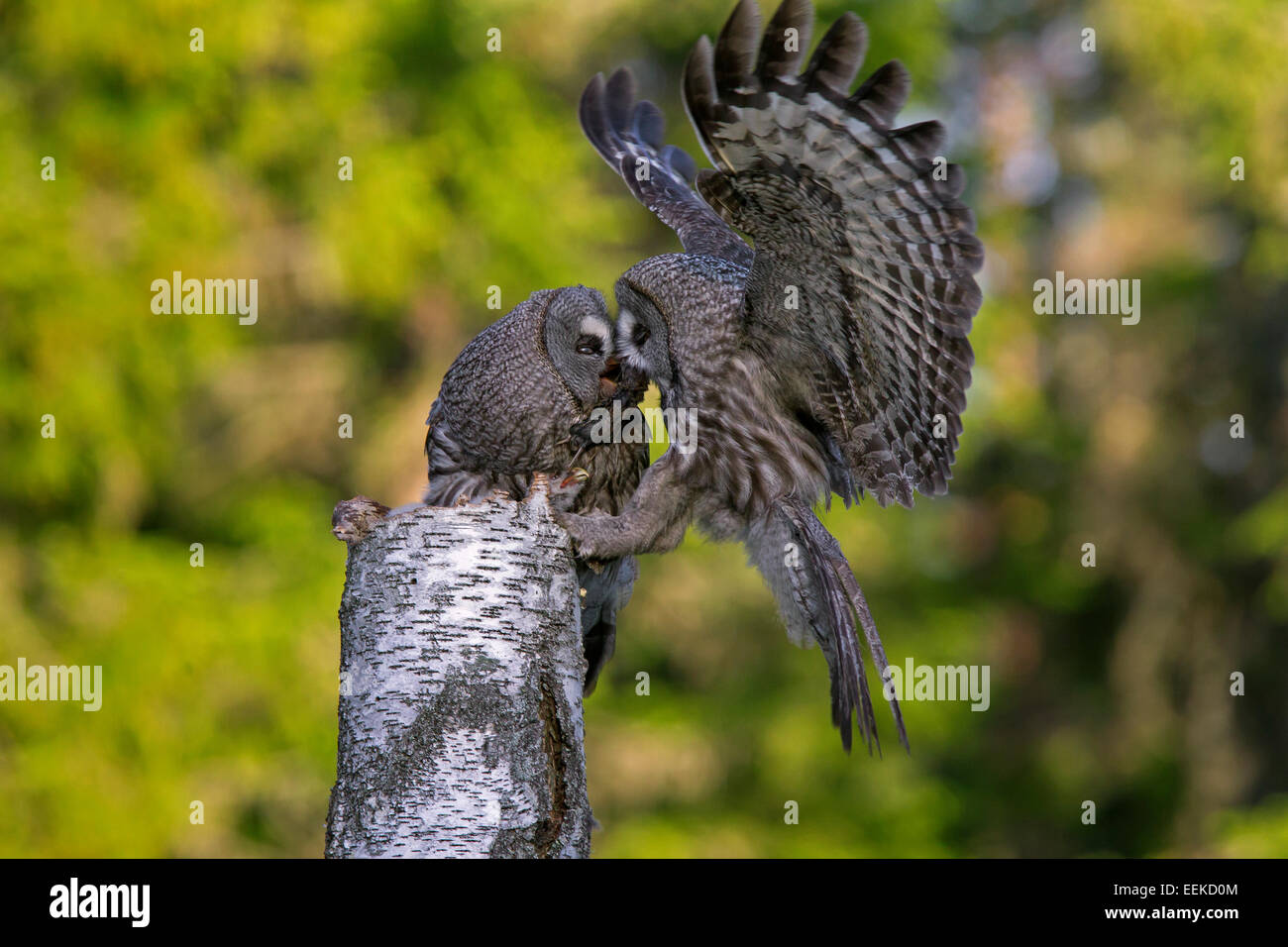 Great grey owl / great gray owl (Strix nebulosa) male bringing mouse to ...