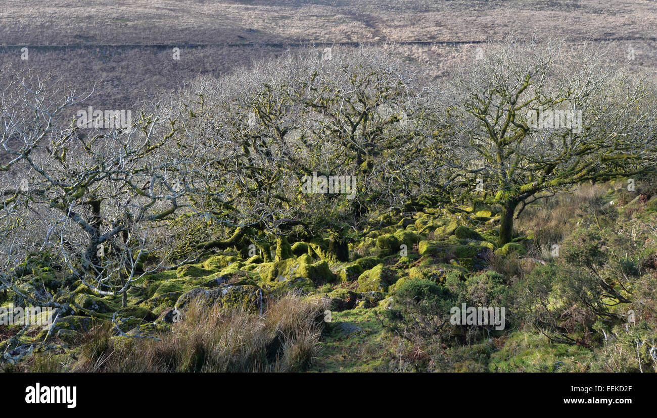 Wistman's Wood on Dartmoor in Devon. Ancient dwarf oak trees set ...
