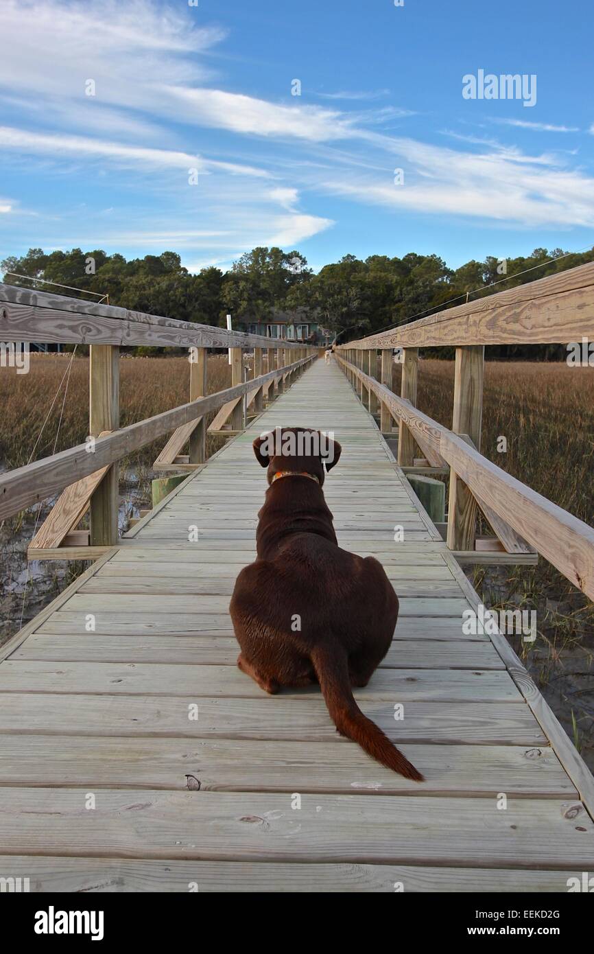 Chocolate Lab on dock at marsh in South Carolina Stock Photo - Alamy